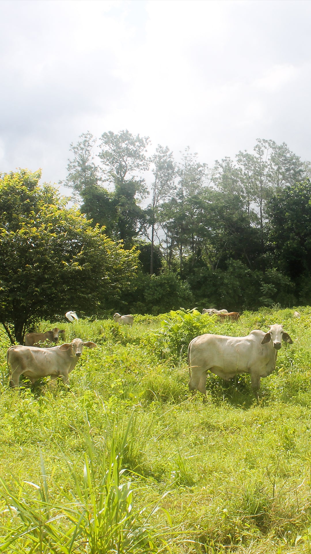 Pasture-Raised Beef – Panama Naturals